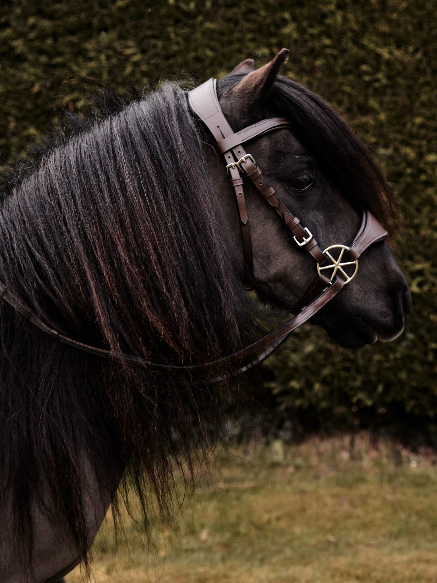 Nalanta bitless bridle by Jesse Drent - Nalanta Equipment