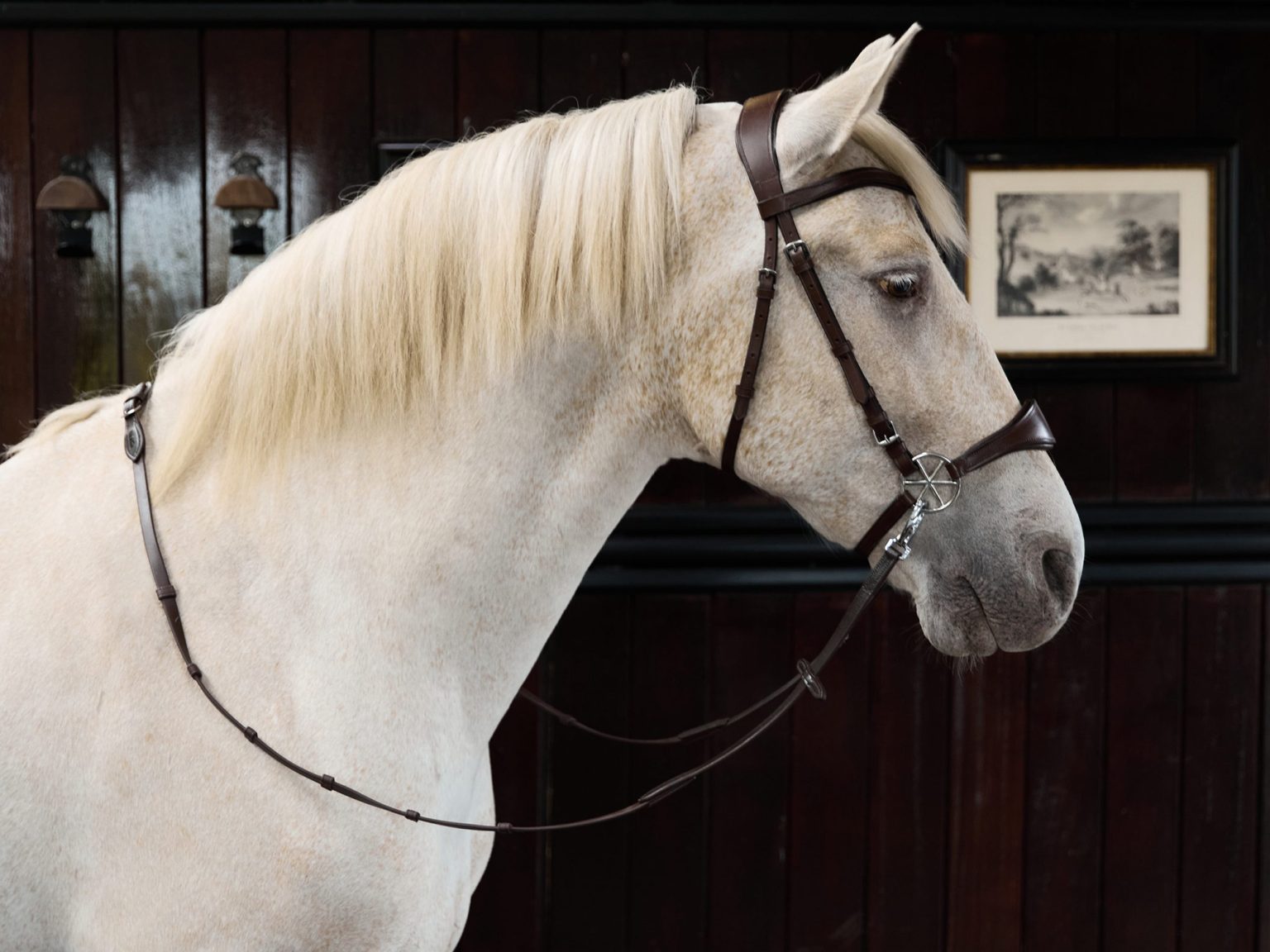 Bridle Bundle | Bridle + Clip on Reins - Nalanta Equipment