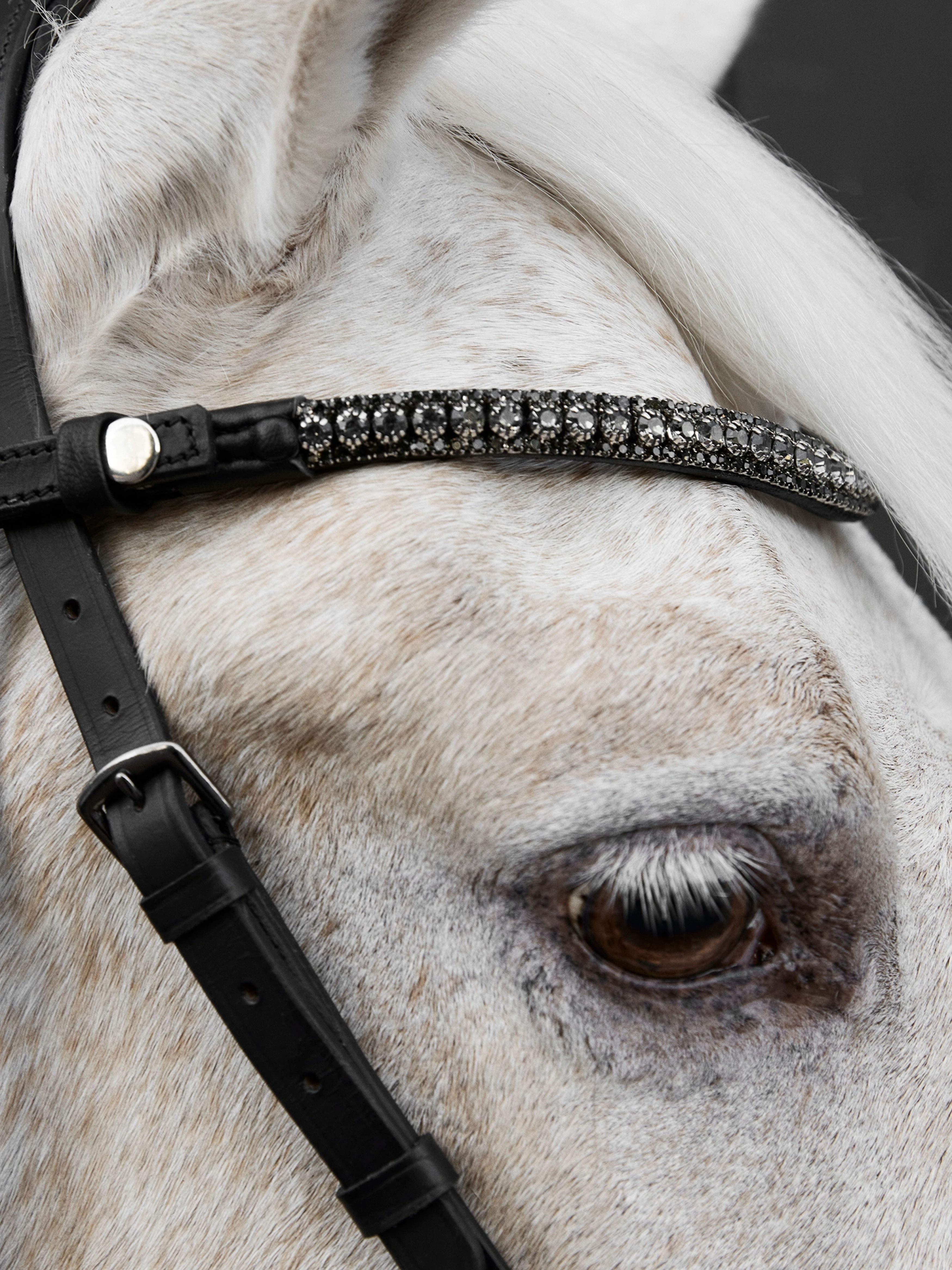 Browband Nalanta Black Diamond - Nalanta Equipment