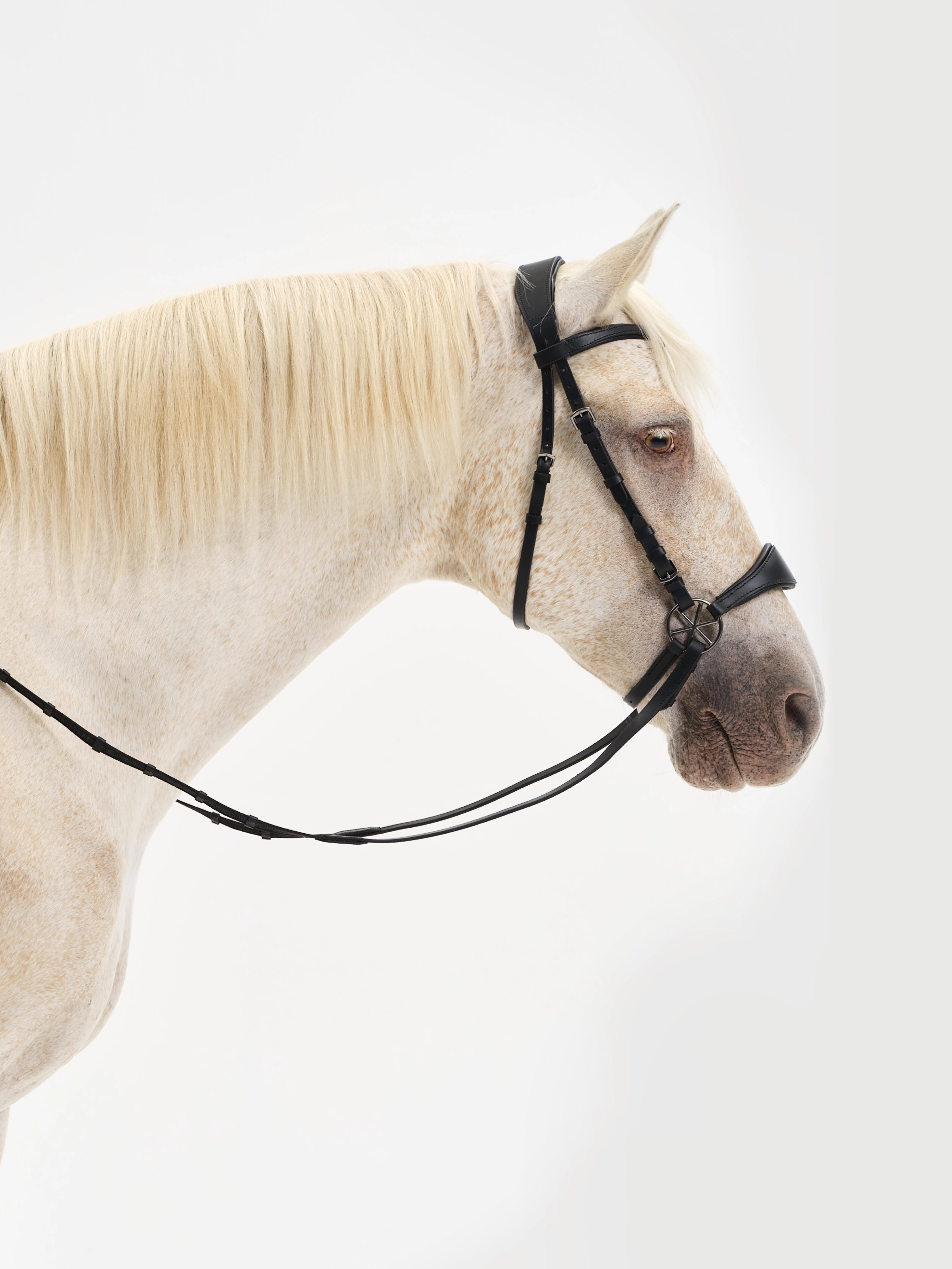 Nalanta Bitless Bridle - Nalanta Equipment